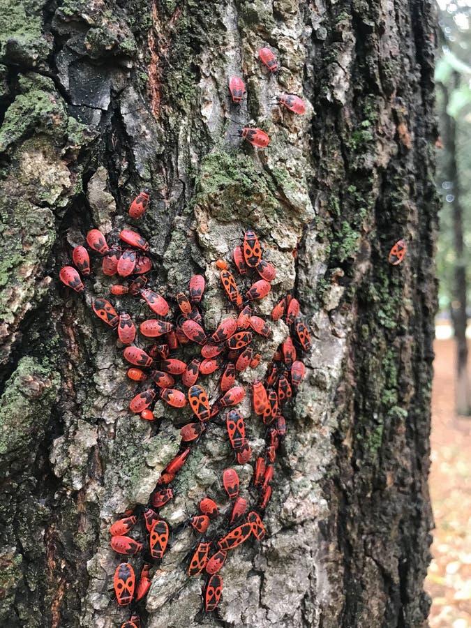 Texture stock image. Image of insects, bark, natural - 198558995