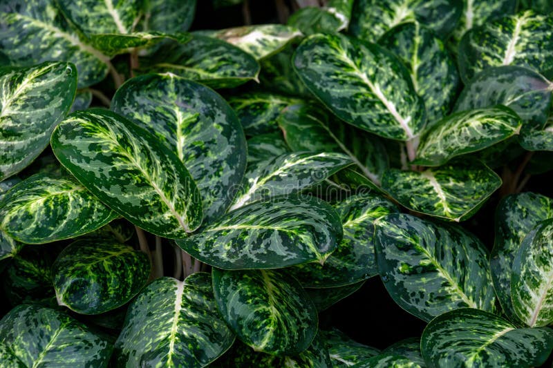 The Texture of Natural Leave in Garden Stock Photo - Image of forest ...