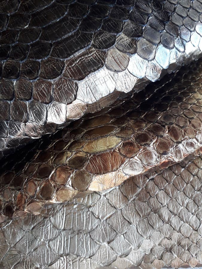 126 Silver Snakes Stock Photos - Free & Royalty-Free Stock Photos from ...