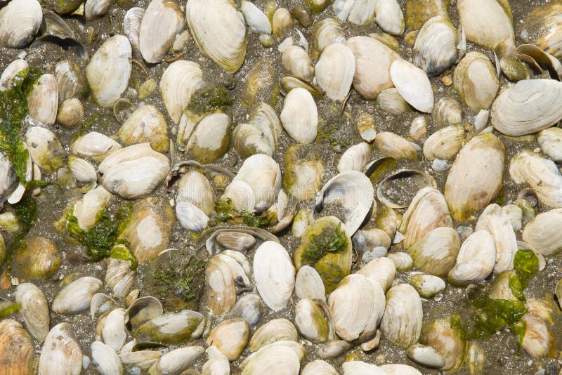 Texture with Natural Shells Stock Photo - Image of coast, beautiful ...