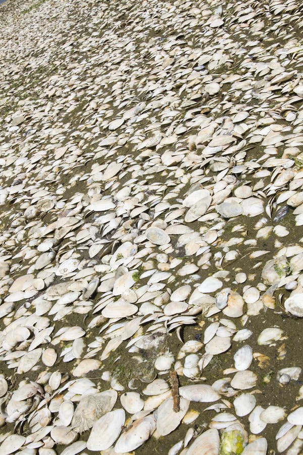 Texture with Natural Shells Stock Image - Image of wild, foreland: 83761123