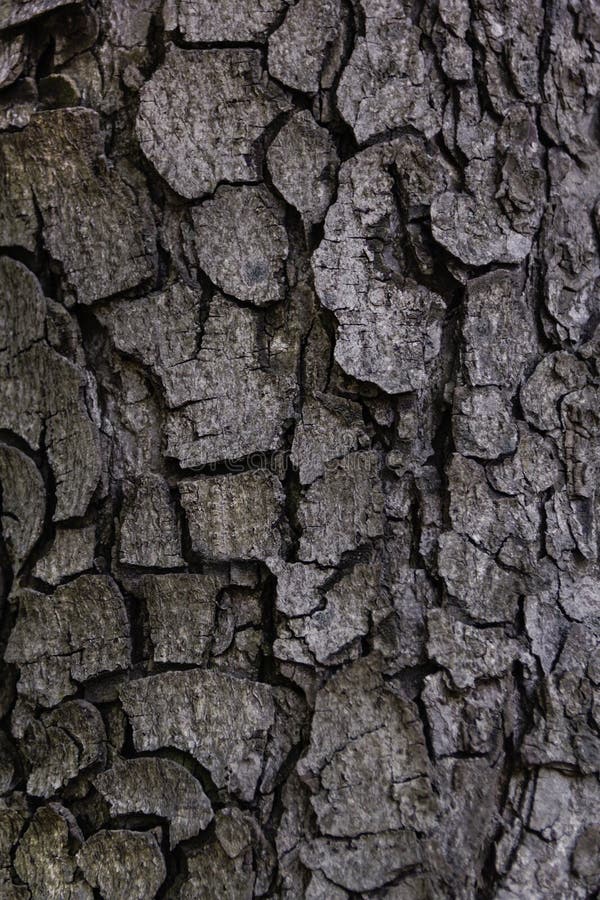 Texture of Natural Tree Bark for Background Stock Image - Image of ...