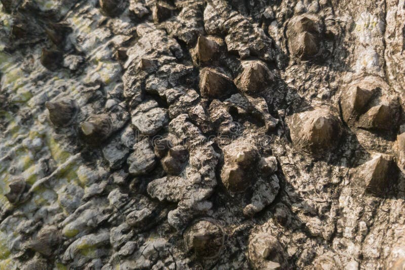 Texture of Natural Tree Bark in Brown Shades Stock Image - Image of ...