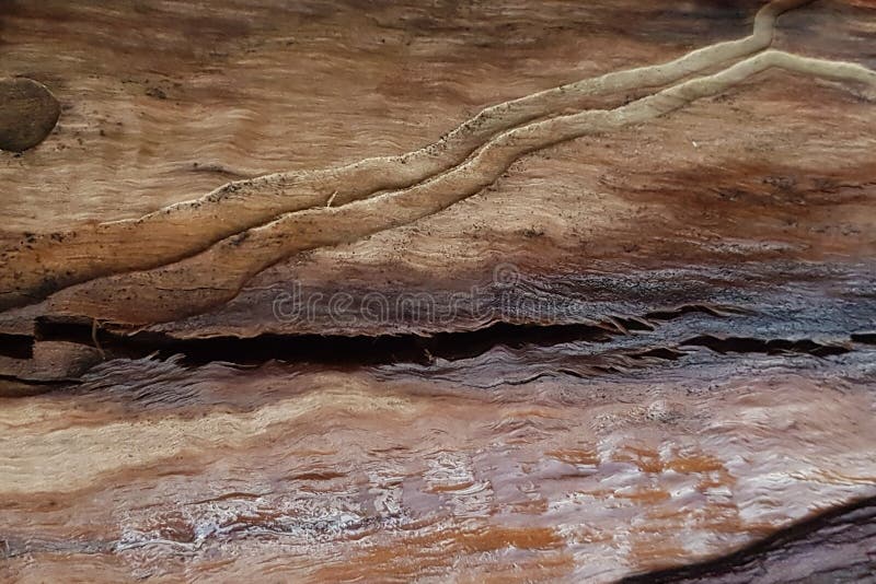 Texture of Natural Tree Bark in Brown Shades Stock Photo - Image of ...