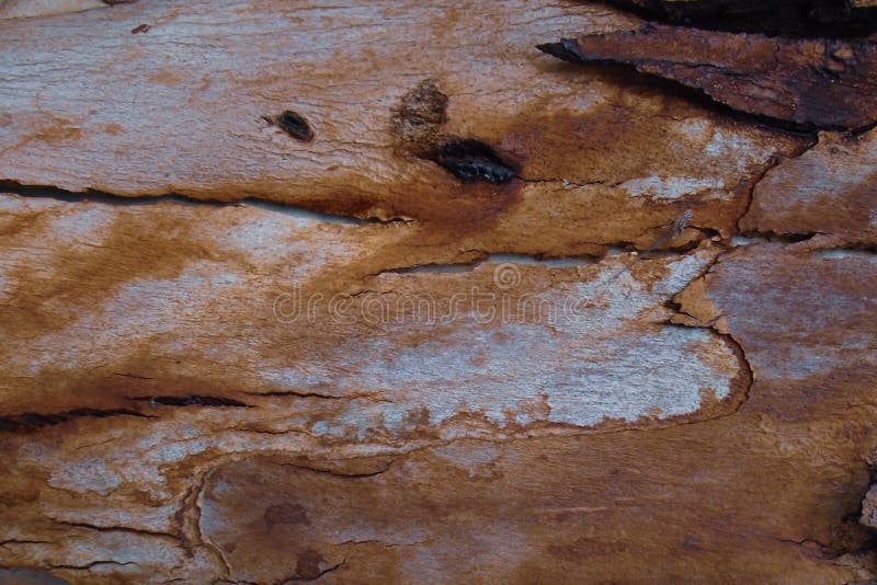 Texture of Natural Tree Bark in Brown Shades Stock Image - Image of ...