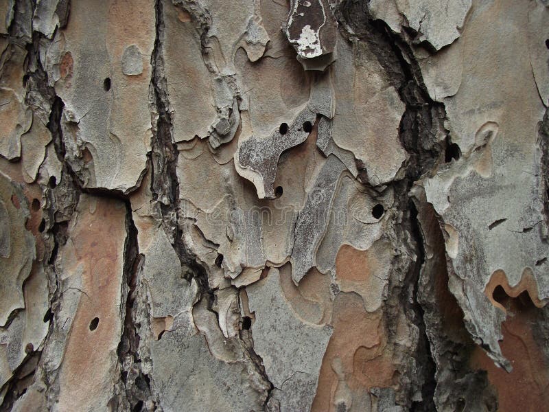 Texture of Natural Tree Bark in Brown Shades Stock Photo - Image of ...