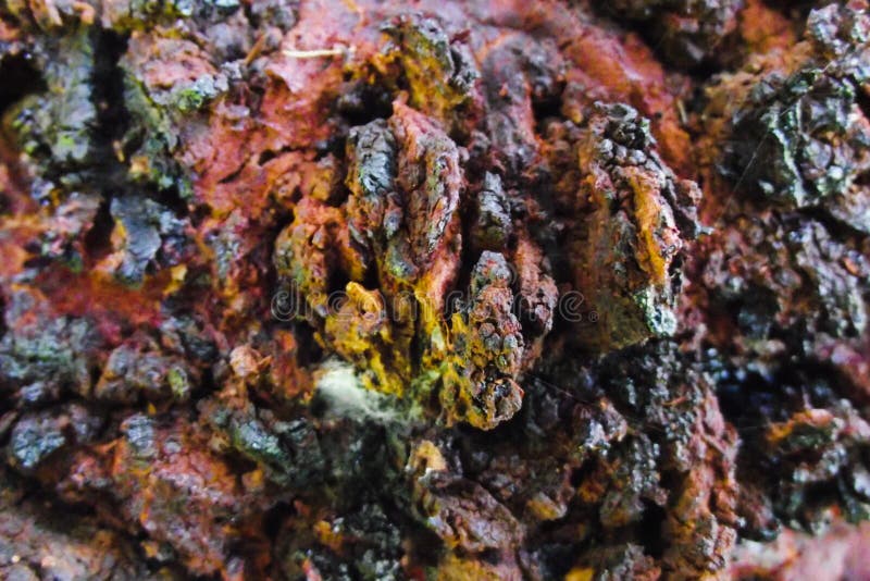 Texture of Natural Tree Bark in Brown Shades Stock Photo - Image of ...