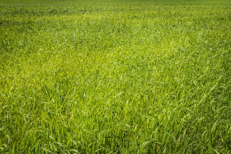 Vegetation in spring stock image. Image of color, falling - 61197499
