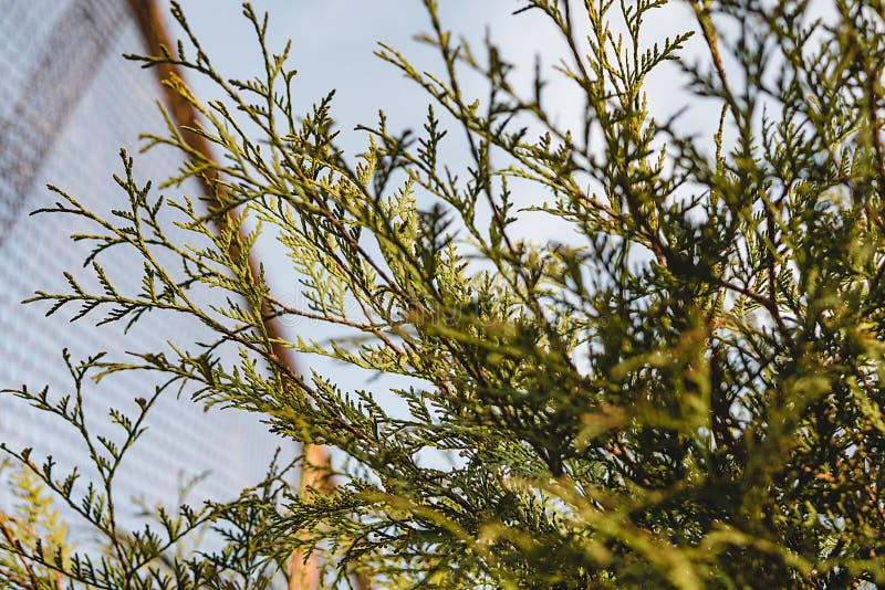 Texture of Natural Vegetation, Spring Photo Stock Photo - Image of ...