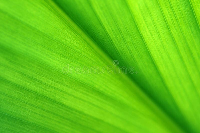 Texture of nature stock photo. Image of background, spring - 55712174