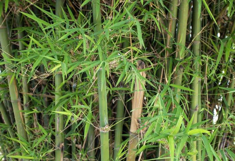 Texture Nature Bamboo Tree Flora Herbal of Asia at Garden Stock Photo ...