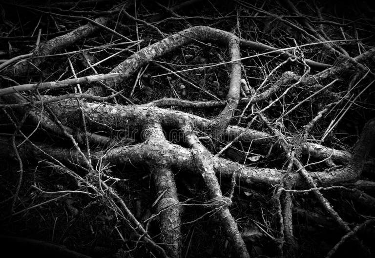 6,565 Tree Roots Ground Texture Stock Photos - Free & Royalty-Free ...
