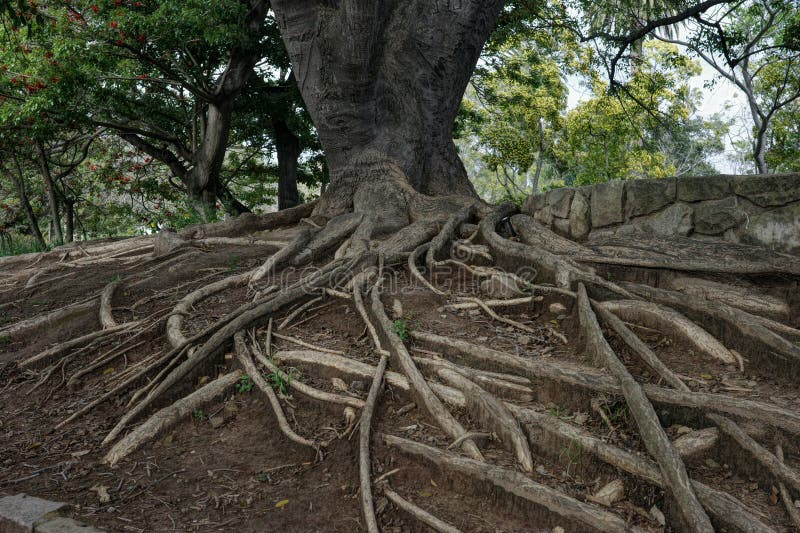120 Huge Tree Exposed Roots Stock Photos - Free & Royalty-Free Stock ...