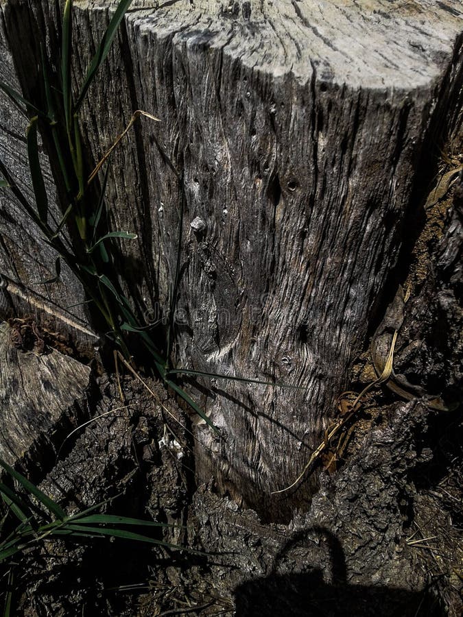 Texture tree in detail stock image. Image of form, texture - 121292481