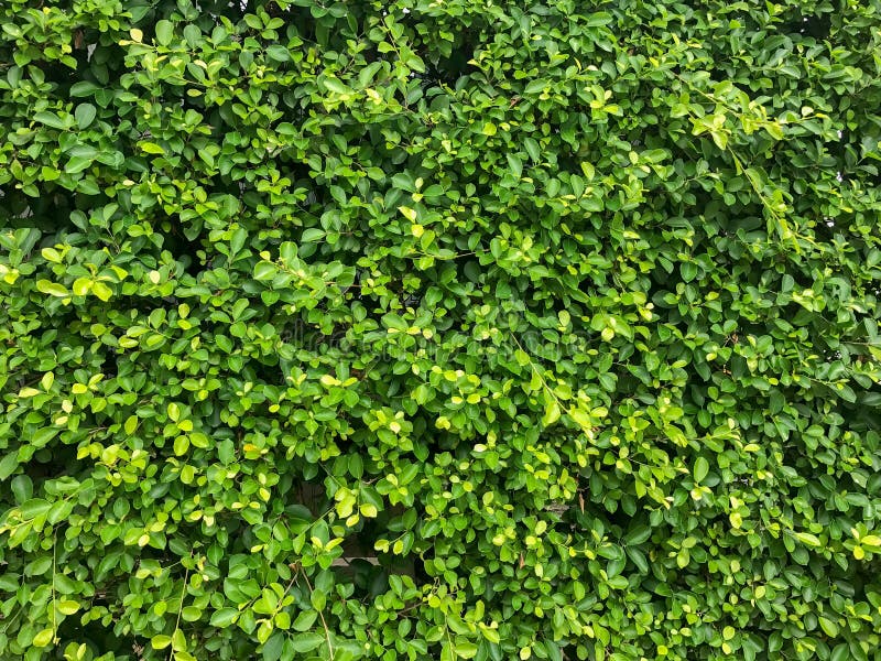 Texture of Nature Tree Wall Stock Photo - Image of horizontal, building ...