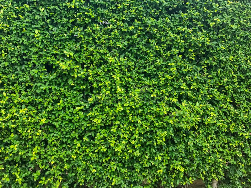 Texture of Nature Tree Wall Stock Photo - Image of clean, garden: 107651892
