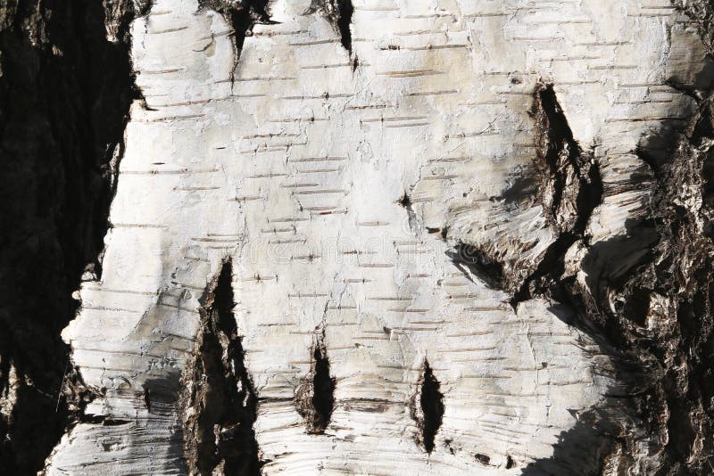 Texture Naturelle De Bouleau Photo stock - Image du rétro, normal ...