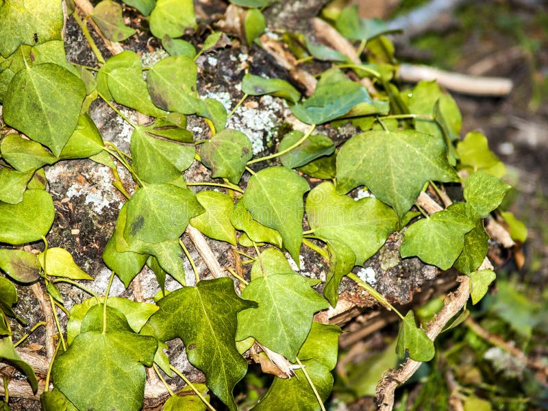 Texture Naturelle De Lierre Sur Un Arbre Image stock - Image du normal ...