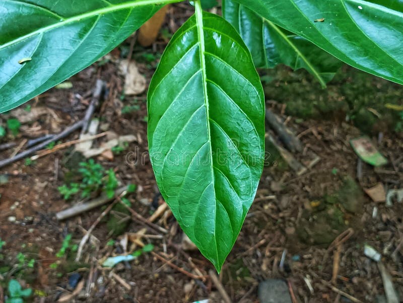 The Texture of Noni Leaves is Dark Green Stock Image - Image of white ...