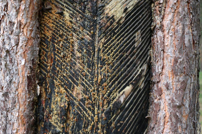 Texture of Notches on the Pine Bark for Resin Extraction Stock Image ...