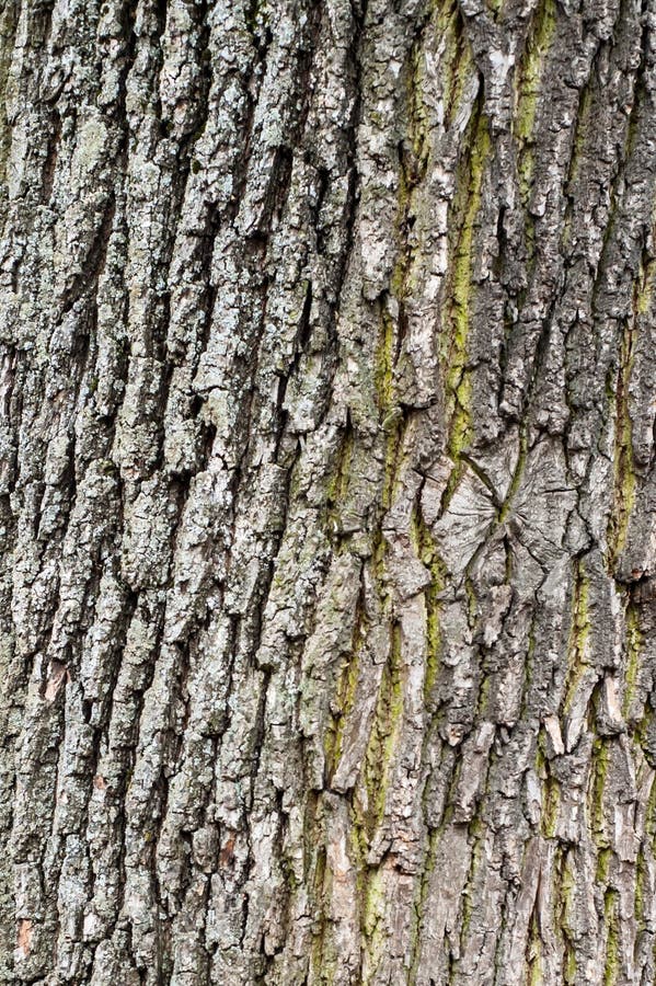 Surface of Oak Bark on Tree Trunk, Macro, Background or Texture Stock ...