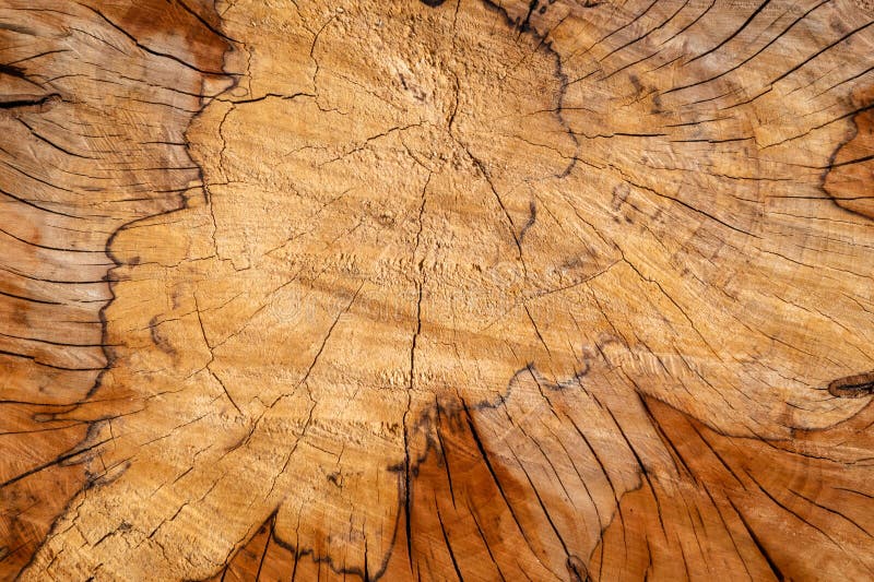 Texture of an oak trunk stock image. Image of bedrock - 334023703