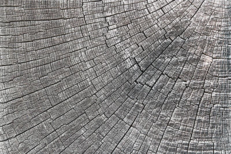 Texture of Oak Wood Section Stock Photo - Image of hardwood, close ...