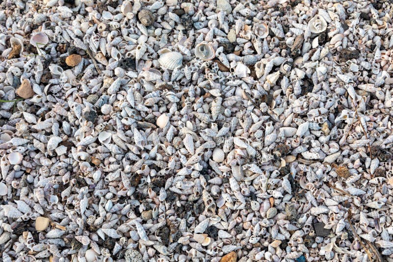 Texture with Small Shellfish and Background Stock Photo - Image of ...