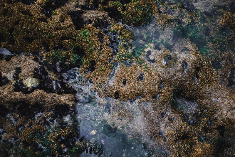 The Texture of the Ocean Floor Revealed at Low Tide Stock Image - Image ...