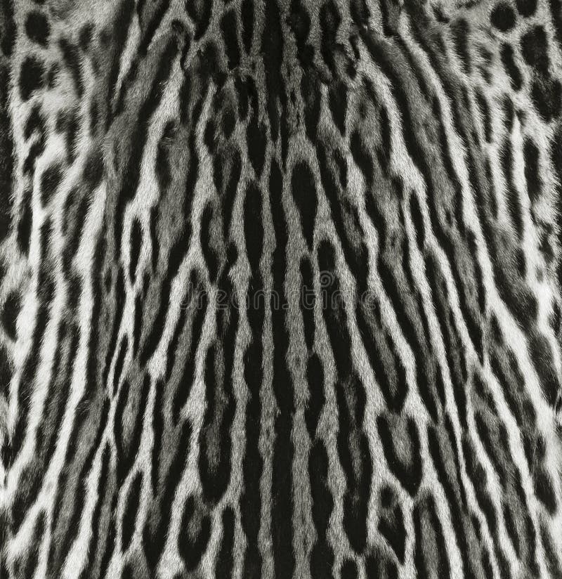 Ocelot fur texture stock photo. Image of animals, detail - 37241308