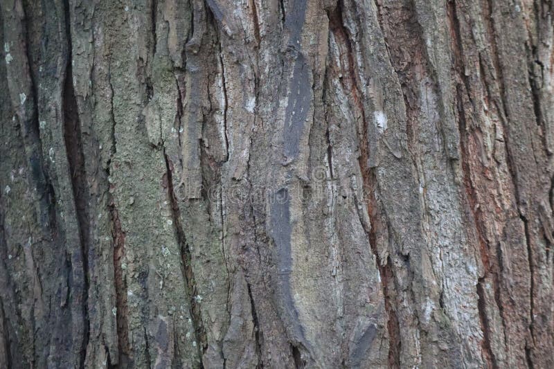 Texture of Old Acacia Tree Trun Stock Photo - Image of deciduous ...