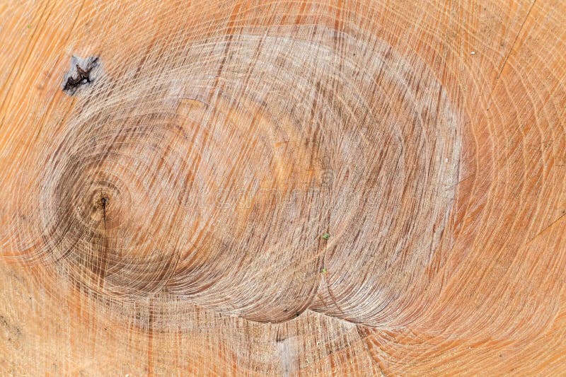 Texture of Cross Section of Stump Ash Tree, Close-up Stock Photo ...