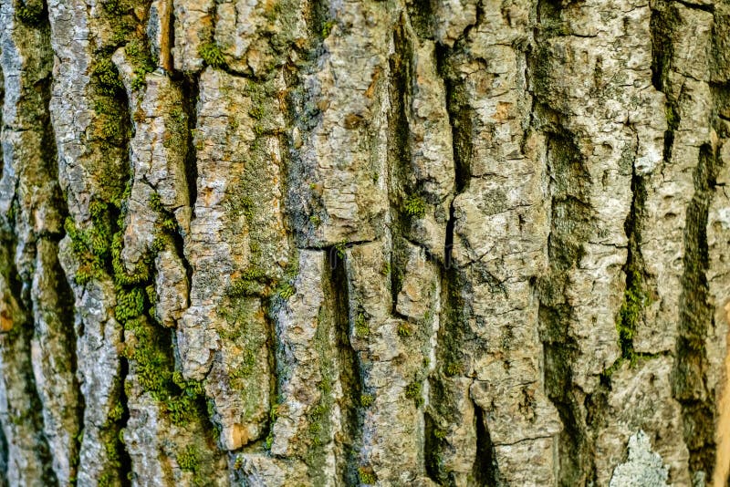 Texture of Old Birch Bark with Moss Stock Photo - Image of forest ... Texture of Old Birch Bark with Moss Stock Photo - Image of forest ...