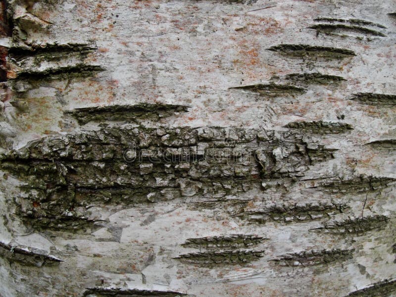 Old Birch Bark and Moss on a Tree Trunk in the Forest. Background ... Old Birch Bark and Moss on a Tree Trunk in the Forest. Background ...