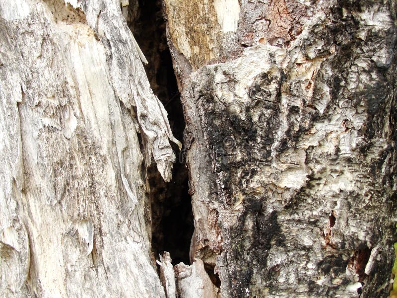 Old Birch Bark and Moss on a Tree Trunk in the Forest. Background ... Old Birch Bark and Moss on a Tree Trunk in the Forest. Background ...