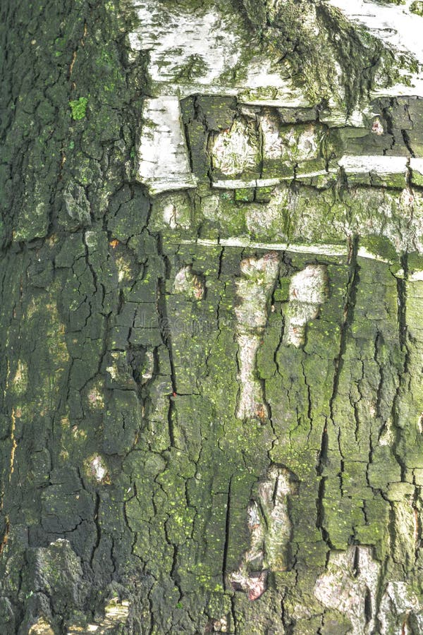 Texture of Tree Bark with Green Moss Stock Image - Image of environment ...