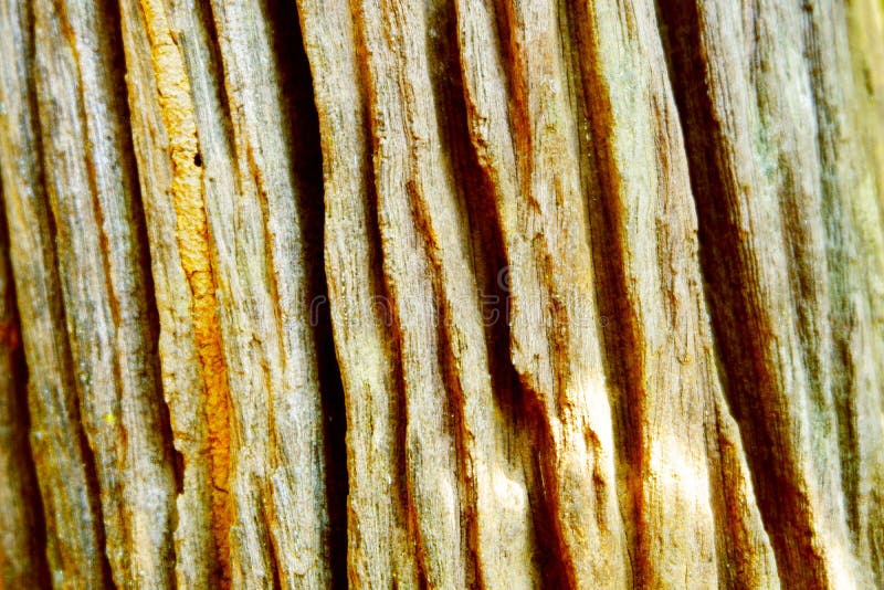 Texture of old body tree stock photo. Image of black - 189613508