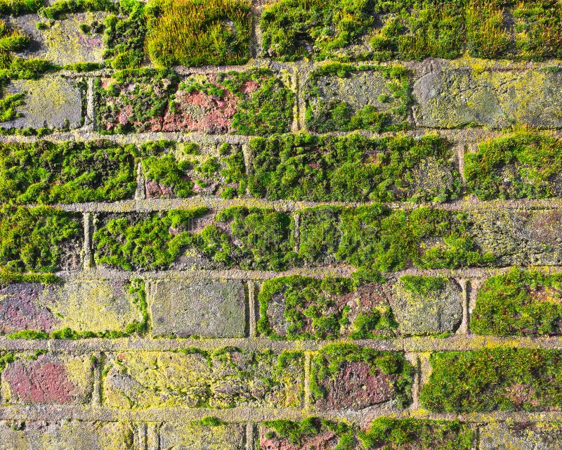 Texture of an Old Brick Wall with Moss Stock Photo - Image of ...