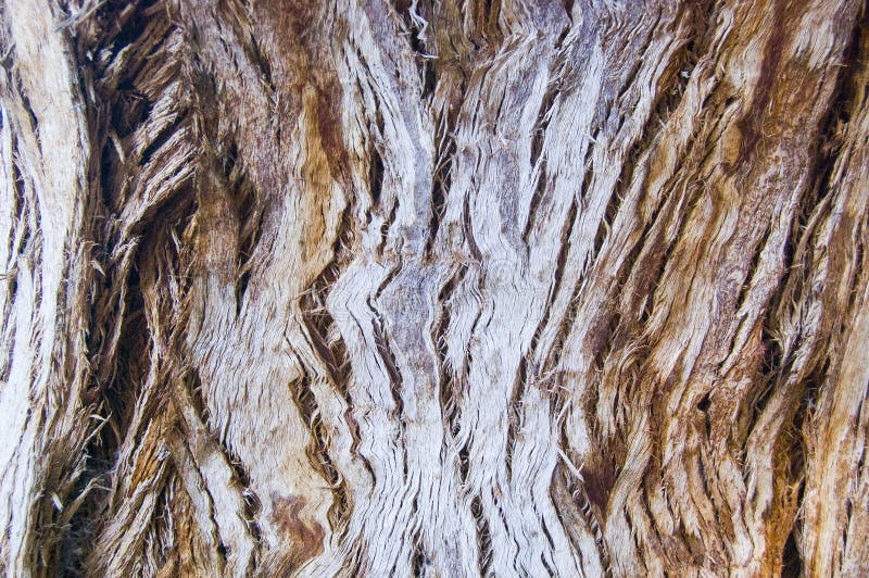 Texture of an Old Burned Tree Stock Photo - Image of tree, spain: 153080974