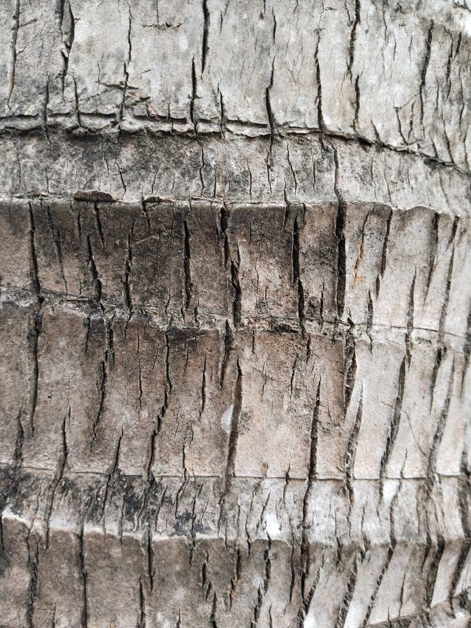 The Texture of the Old Coconut Tree Trunk Looks Attractive, Natural and ...