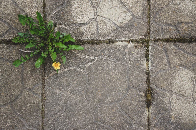 The Texture of the Old Concrete Tiles with a Pattern, a Flower of ...