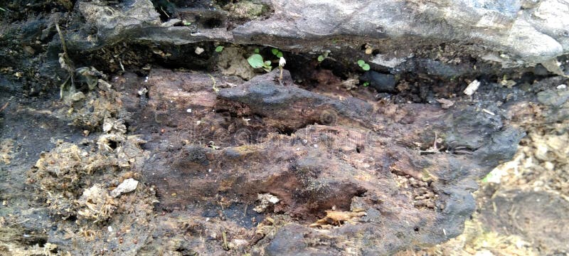 103 Cut Mango Tree Trunk Stock Photos - Free & Royalty-Free Stock ...