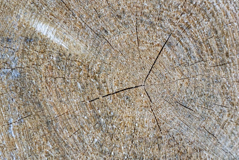 Texture, an Old Cut of a Tree Stock Photo - Image of indoors, nature ...