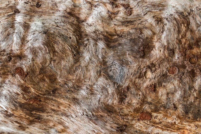 Texture of an Old Dead Tree with Removed Bark Stock Image - Image of ...