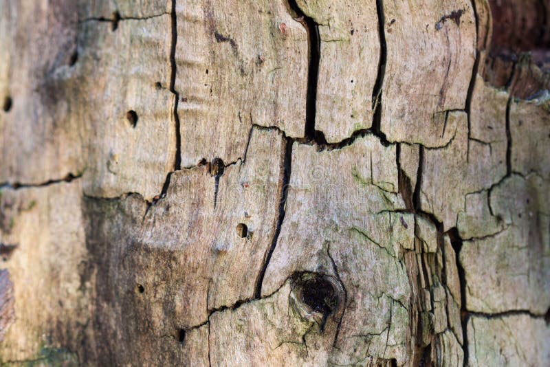 Texture of old tree stock image. Image of broken, macro - 107467357