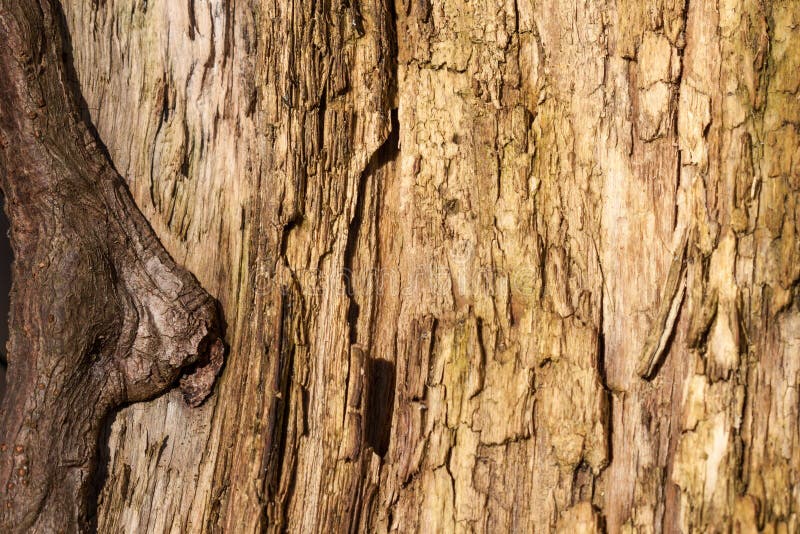 Texture of old tree stock image. Image of surface, wood - 107468681