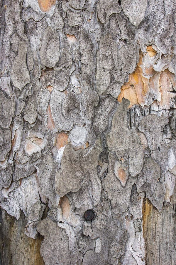 Texture of Old Dry Bark on Boards with Nails. Pine Tree Stock Photo ...