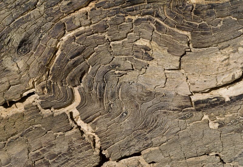 Texture of old dry tree 24 stock photo. Image of natural - 10881968