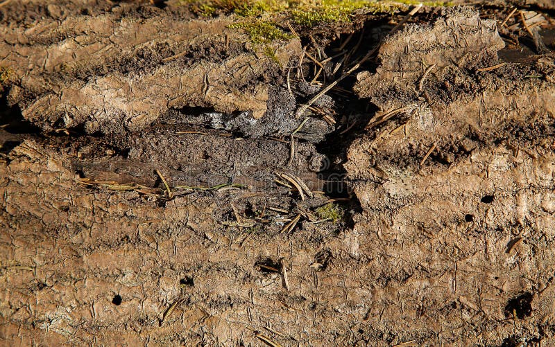 The Texture of an Old Forest Tree with a Damaged Ragged Trunk Stock ...