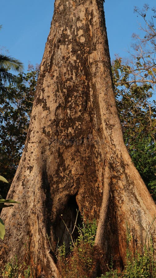 293 Kapok Tree Bark Stock Photos - Free & Royalty-Free Stock Photos ...